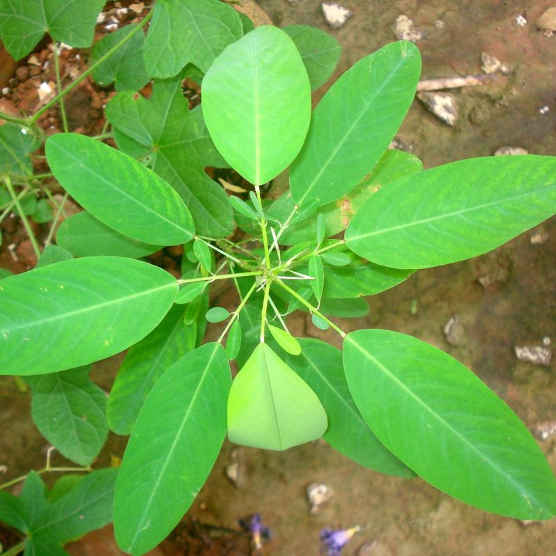 Desmodium Gyrans - PROFESSEUR BULK