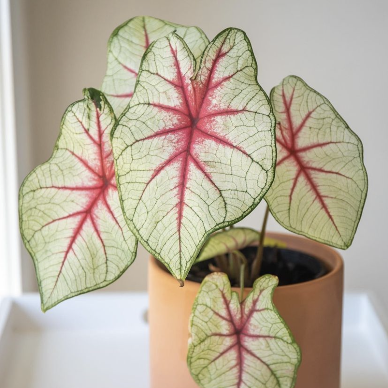 Caladium Pink Symphony - PROFESSEUR BULK