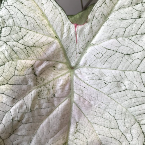Caladium White Queen - PROFESSEUR BULK